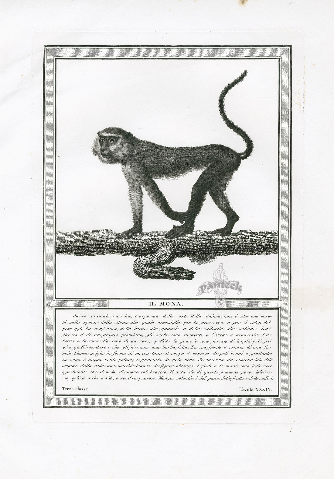 Storia Naturale 1812 Jacob Antique Prints Mona Monkey