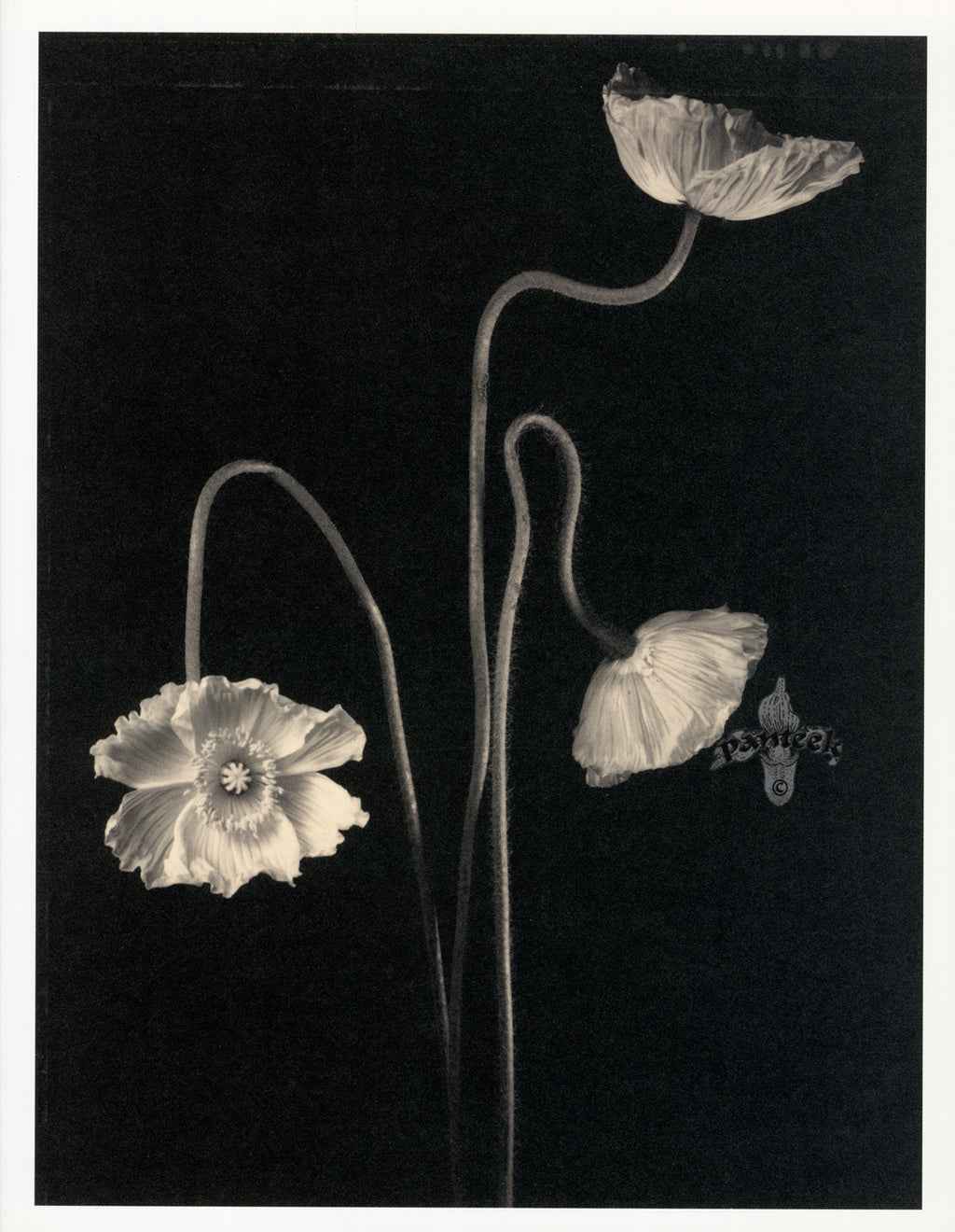 Tom Baril Flower Prints from Botanica Three Poppies | Panteek Antique ...