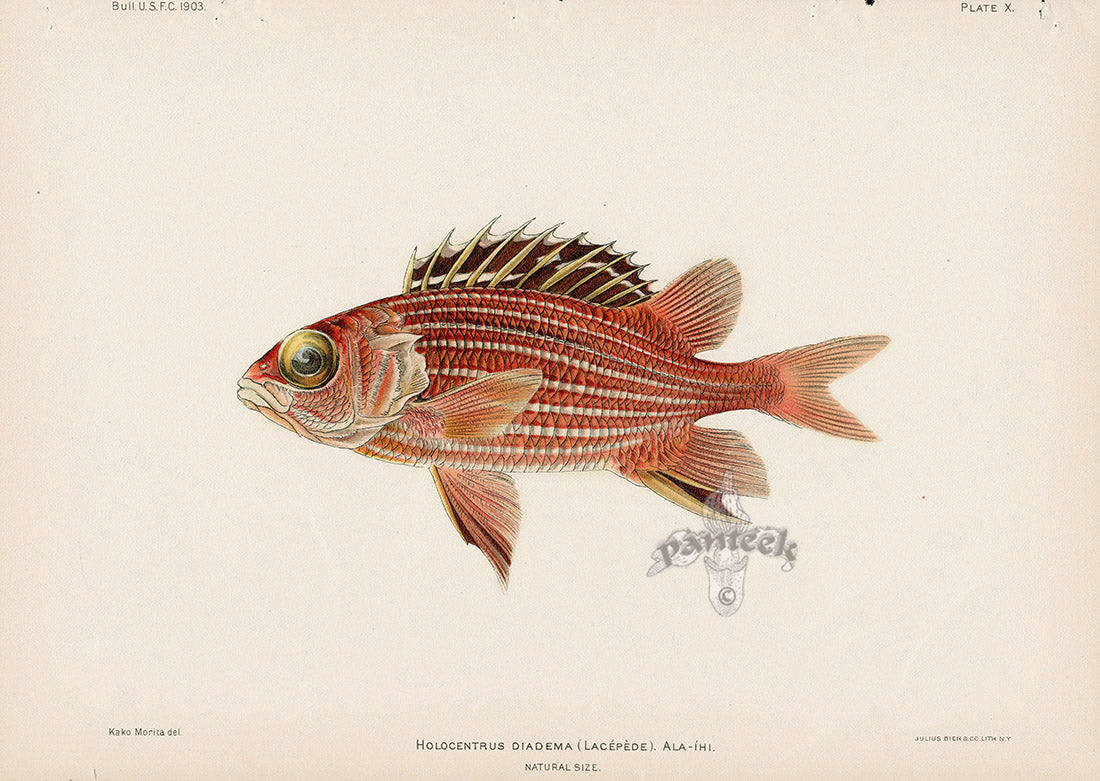 US Fish Bien Hawaii Ala-ihi | Panteek Antique Prints