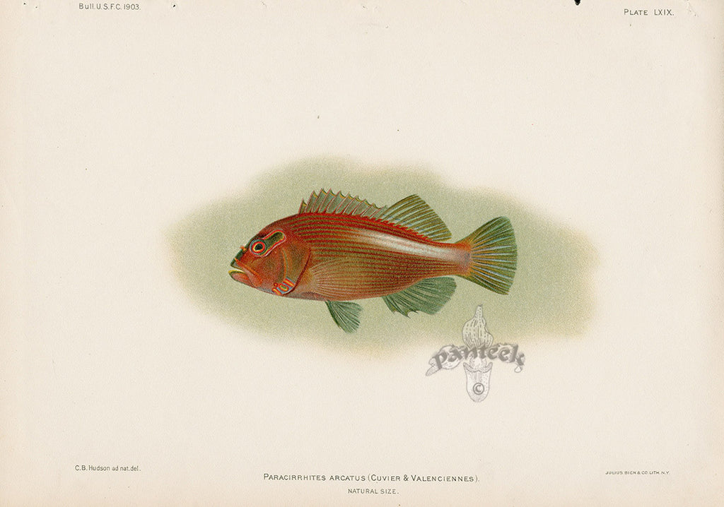 US Fish Bien Hawaii Arc-eye Hawkfish | Panteek Antique Prints