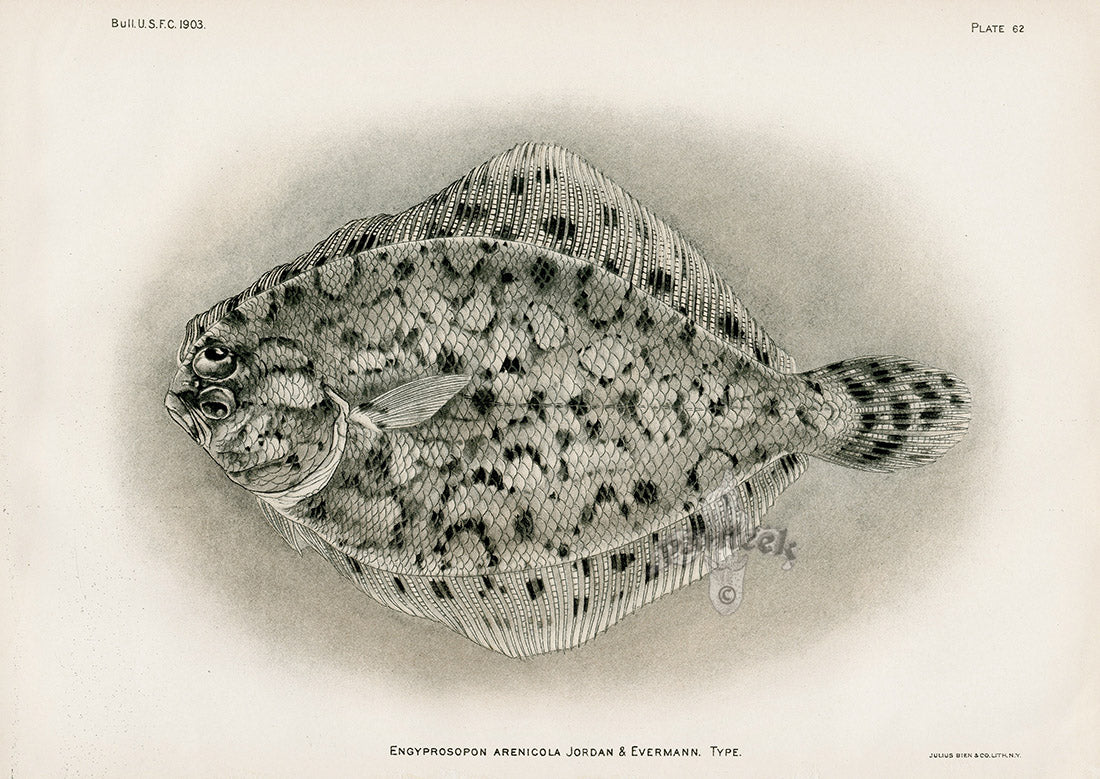 US Fish Bien Hawaii Fringelip Dwarf Flounder | Panteek Antique Prints