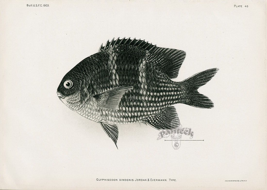 US Fish Bien Hawaii Rock Damselfish | Panteek Antique Prints