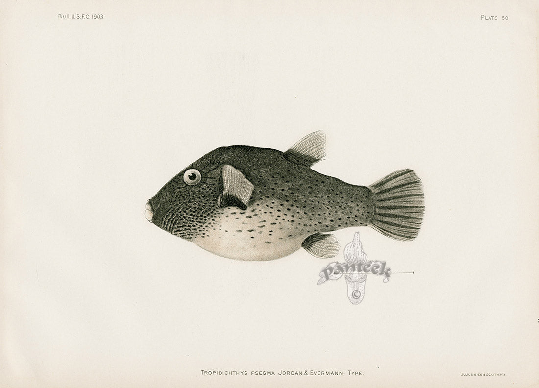 US Fish Bien Hawaii Spotted Toby | Panteek Antique Prints