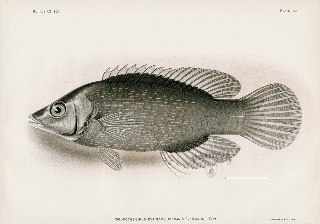 US Fish Bien Hawaii Striated Wrasse | Panteek Antique Prints