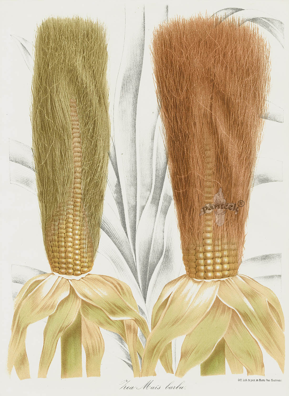 Van Houtte 1845 Antique Fruit & Vegetable Corn | Panteek Antique Prints