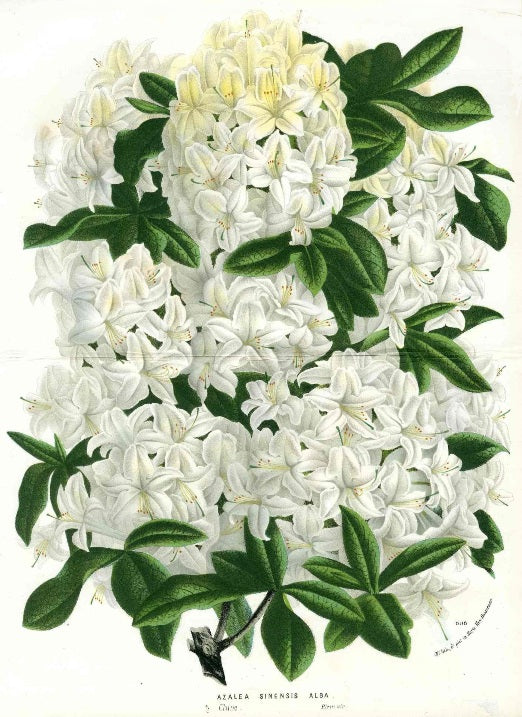 Van Houtte, Lemaire Original Folio Flower Print Azalea