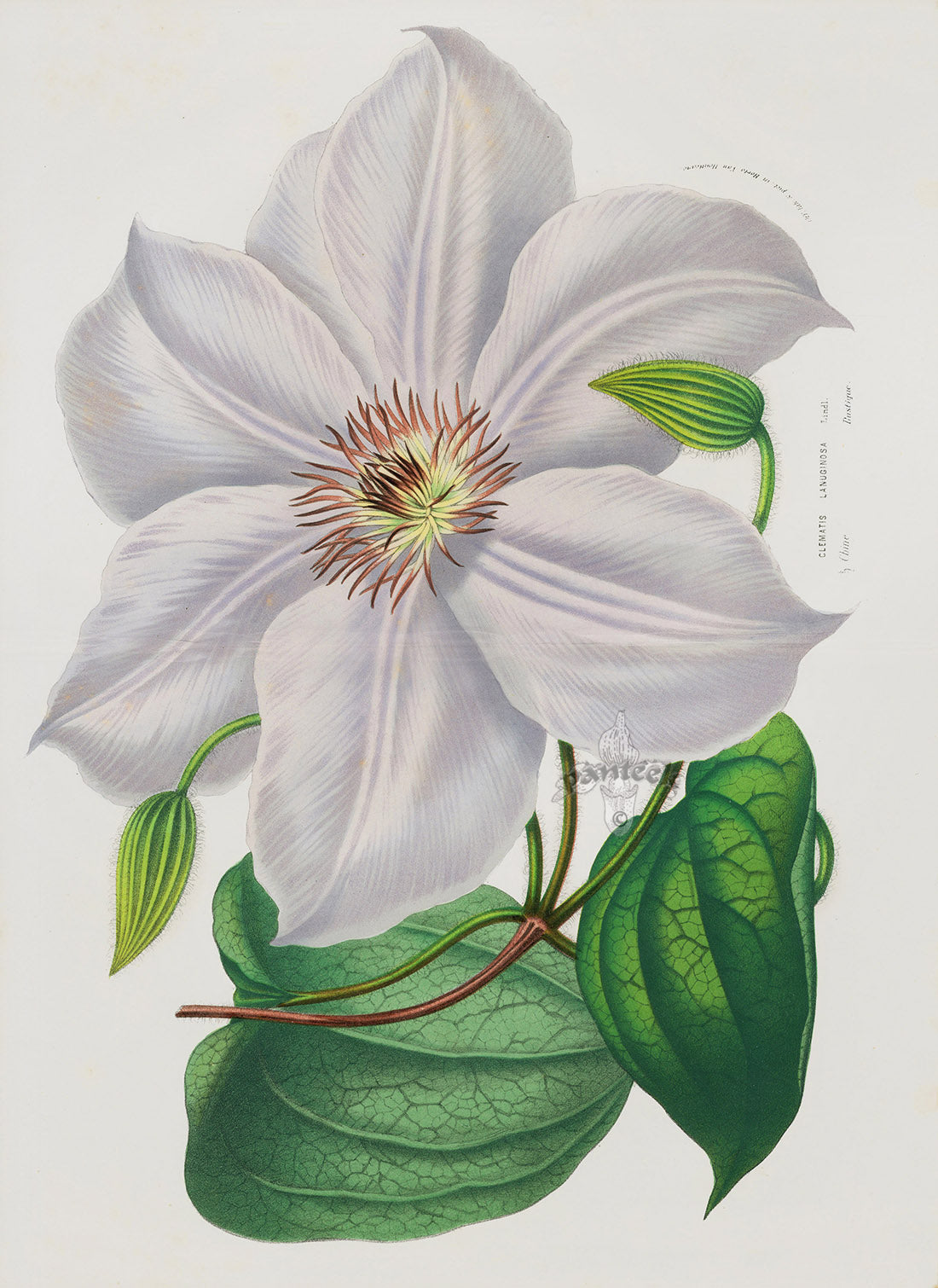 Van Houtte, Lemaire Original Folio Flower Print Clematis