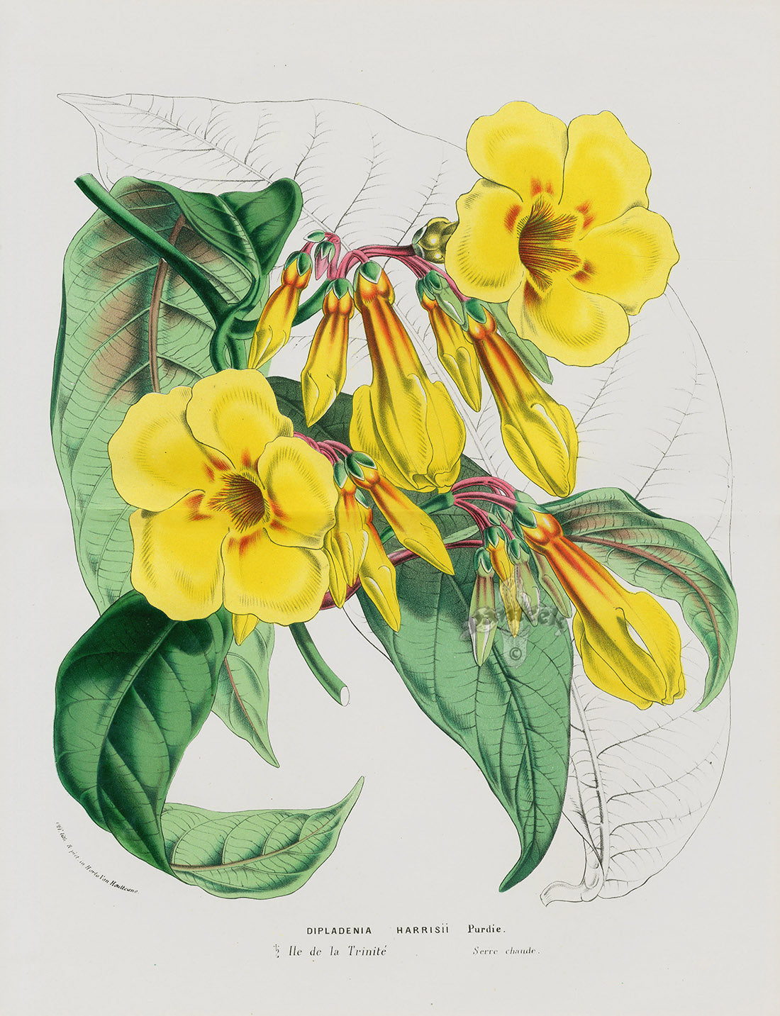 Van Houtte, Lemaire Original Folio Flower Print Dipladenia | Panteek ...