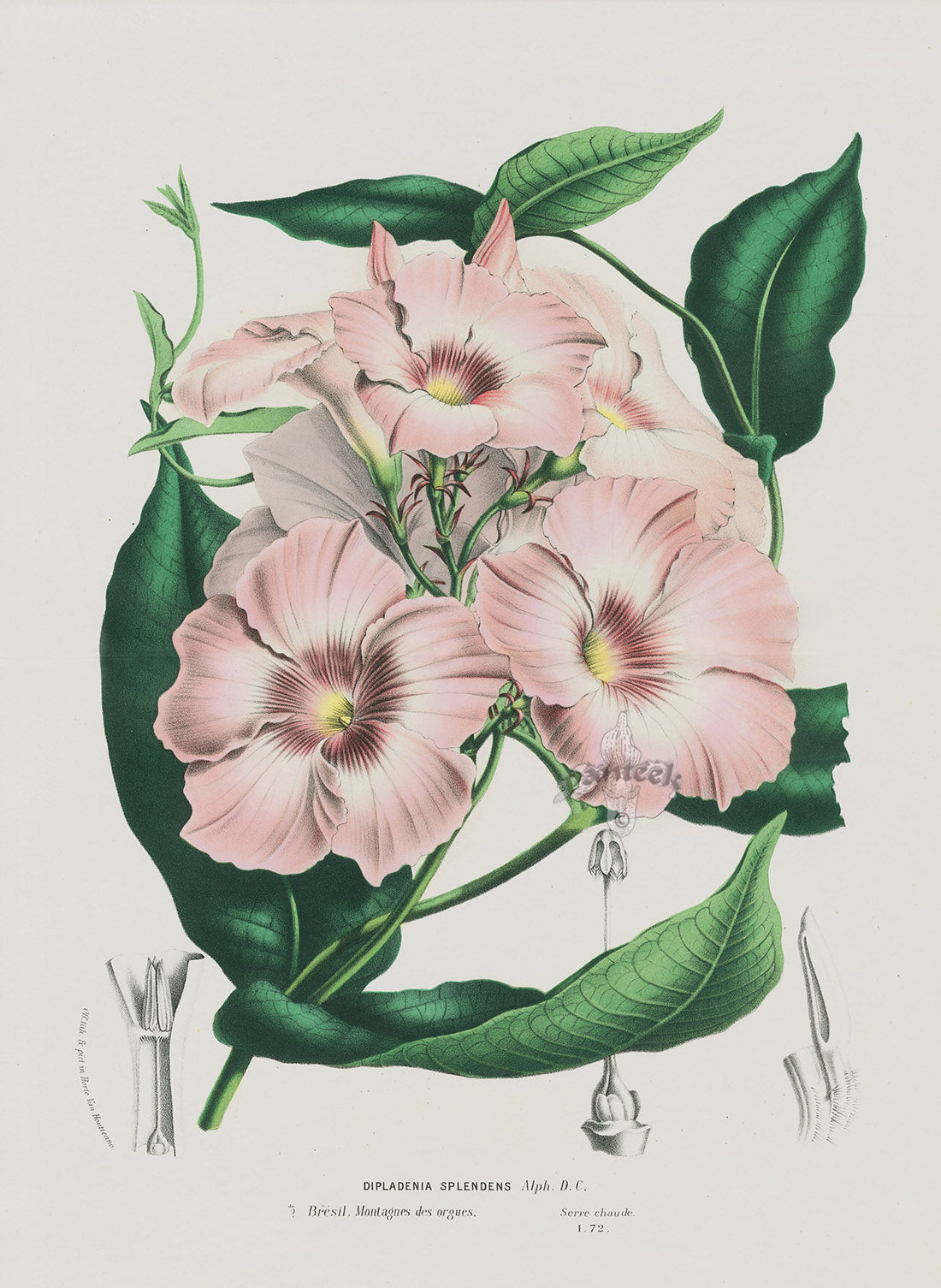 Van Houtte, Lemaire Original Folio Flower Print Diplandenia Spl