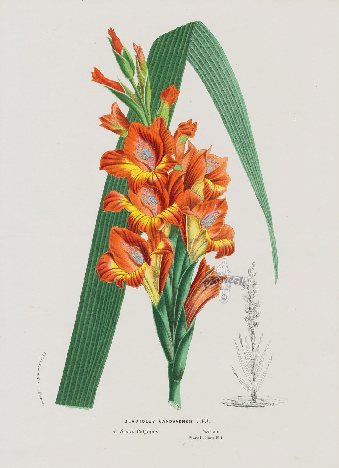 Van Houtte, Lemaire Original Folio Flower Print Gladiolus