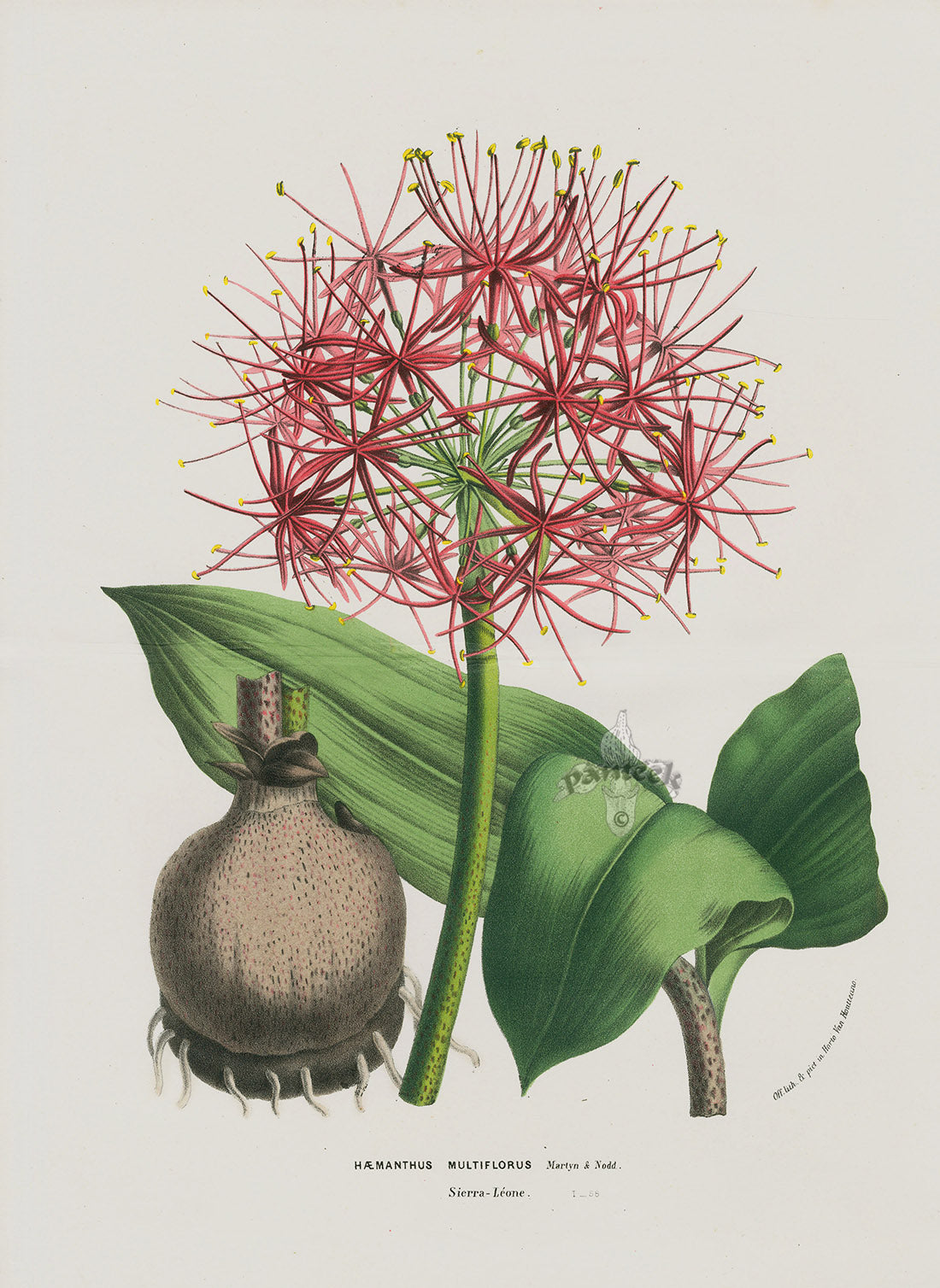 Van Houtte, Lemaire Original Folio Flower Print Haemanthus | Panteek ...