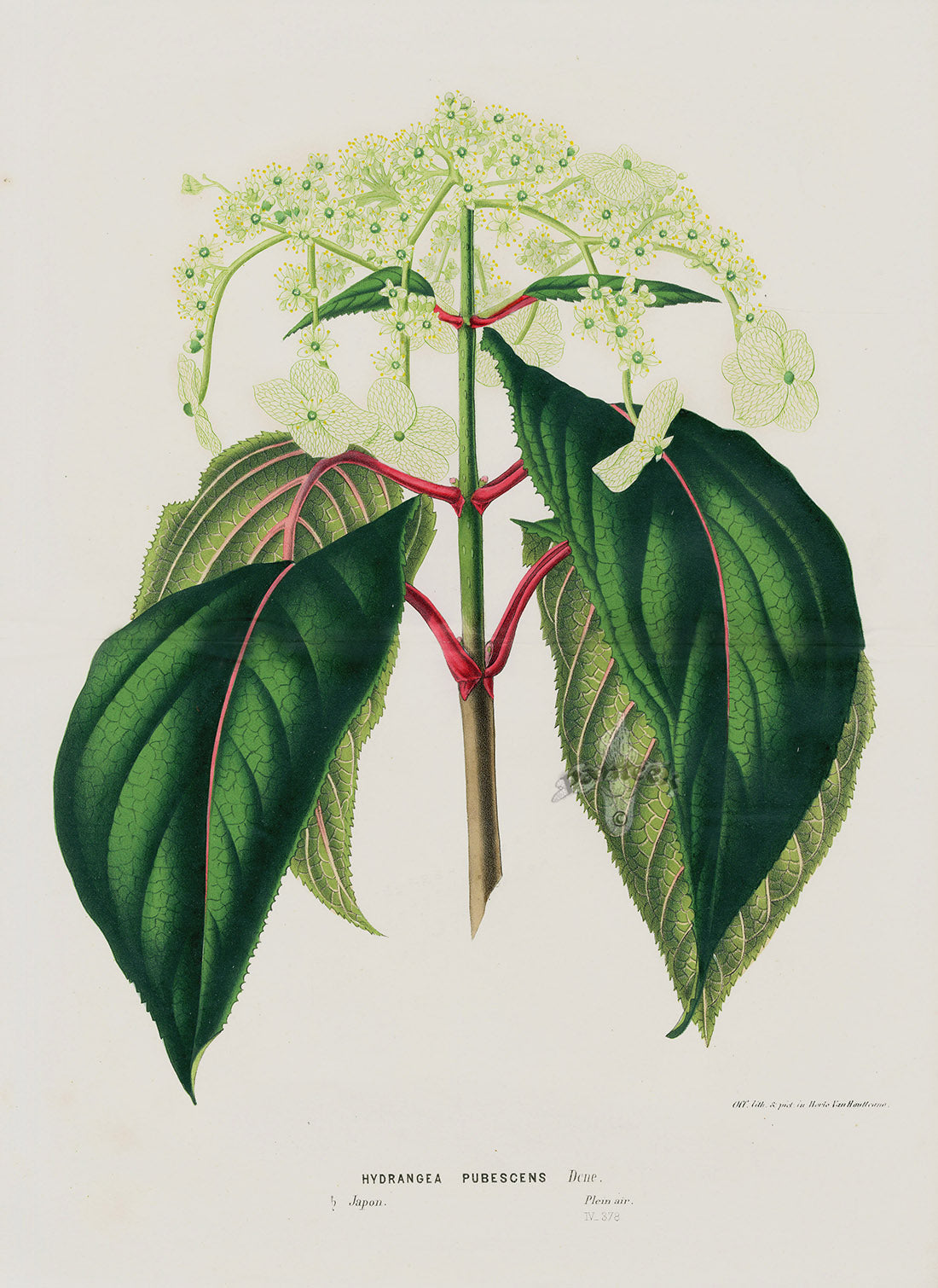 Van Houtte, Lemaire Original Folio Flower Print Hydrangea | Panteek ...