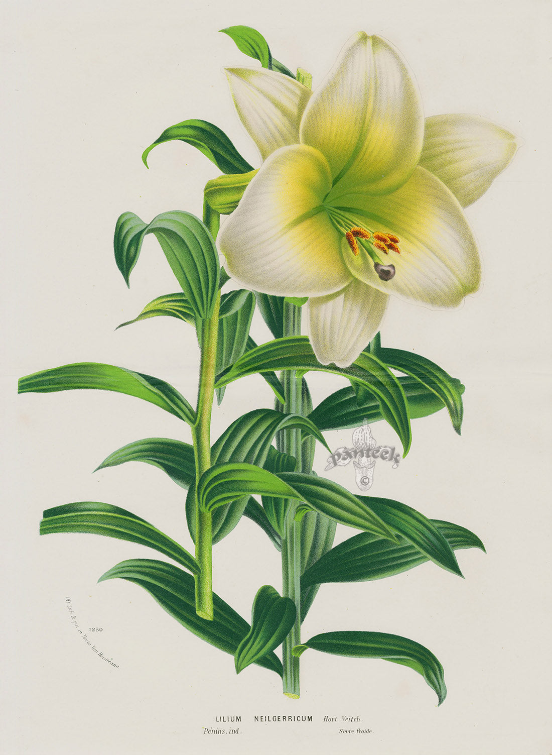 Van Houtte, Lemaire Original Folio Flower Print Lilium Nei | Panteek ...