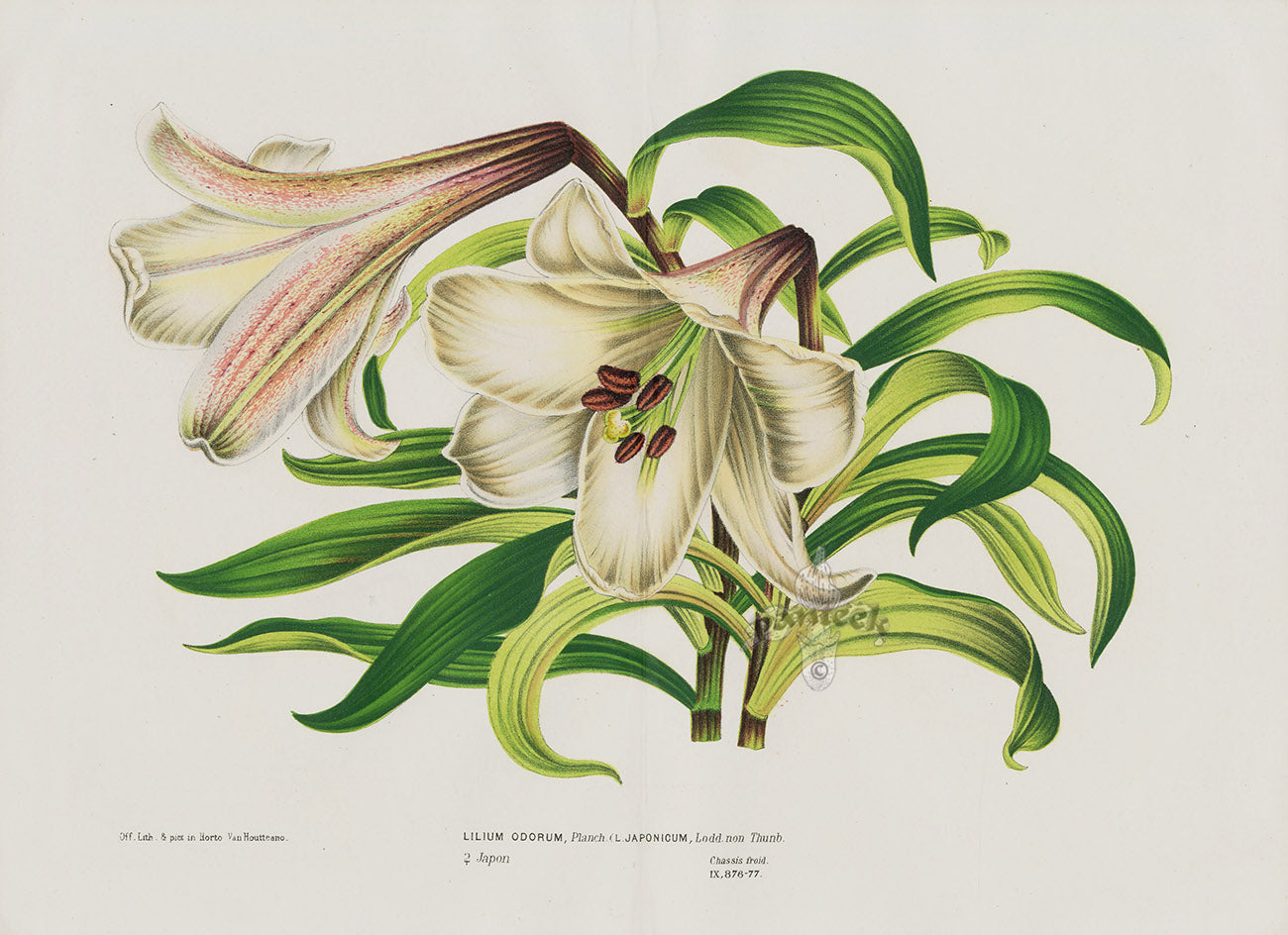 Van Houtte, Lemaire Original Folio Flower Print Lilium Odo | Panteek ...