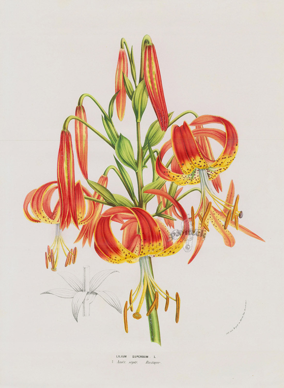 Van Houtte, Lemaire Original Folio Flower Print Lilium Sub | Panteek ...
