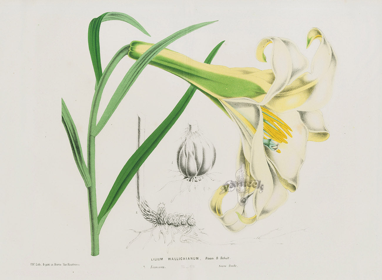 Van Houtte, Lemaire Original Folio Flower Print Lilium Wal | Panteek ...
