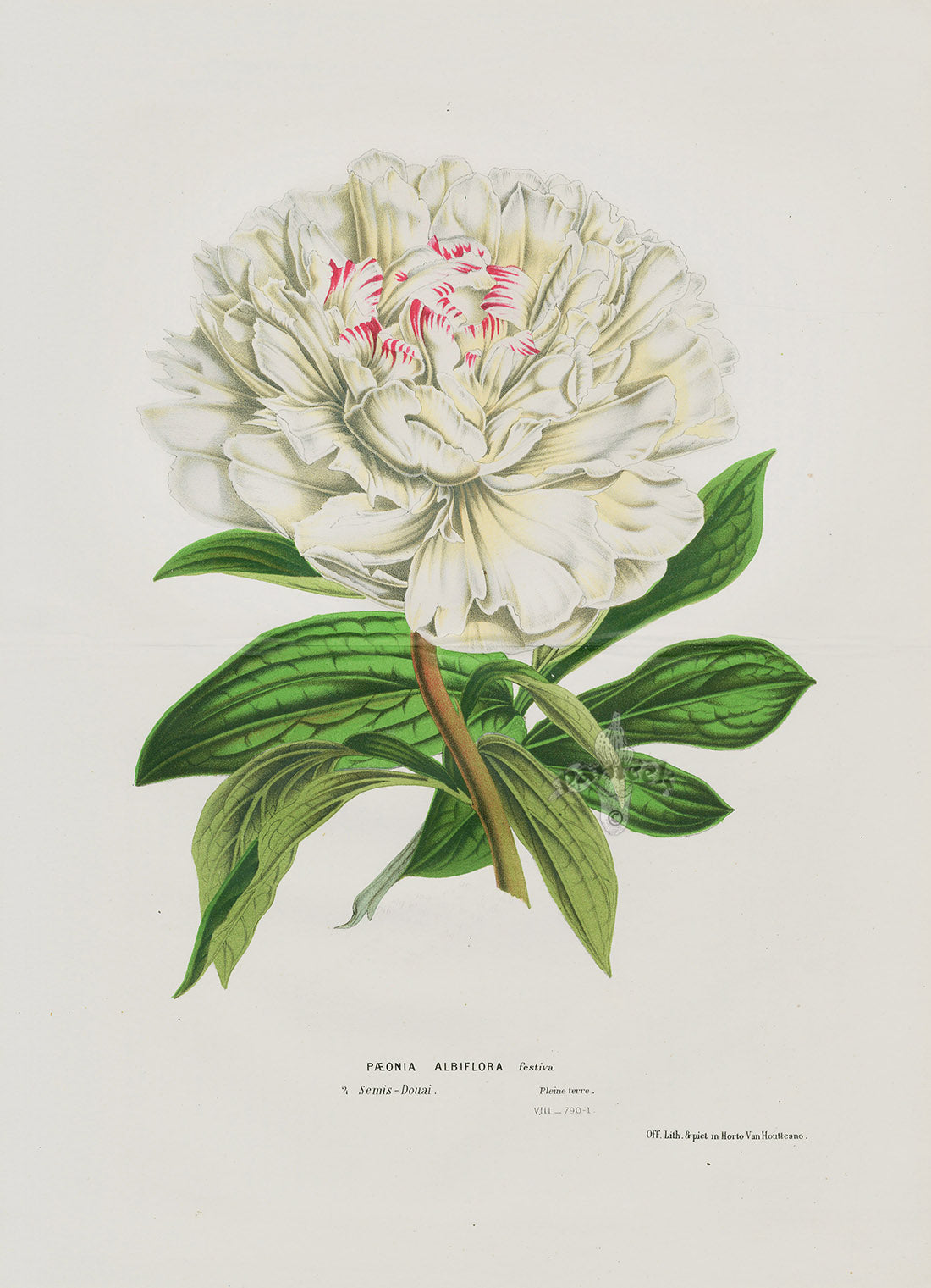 Van Houtte, Lemaire Original Folio Flower Print Paeonia | Panteek ...