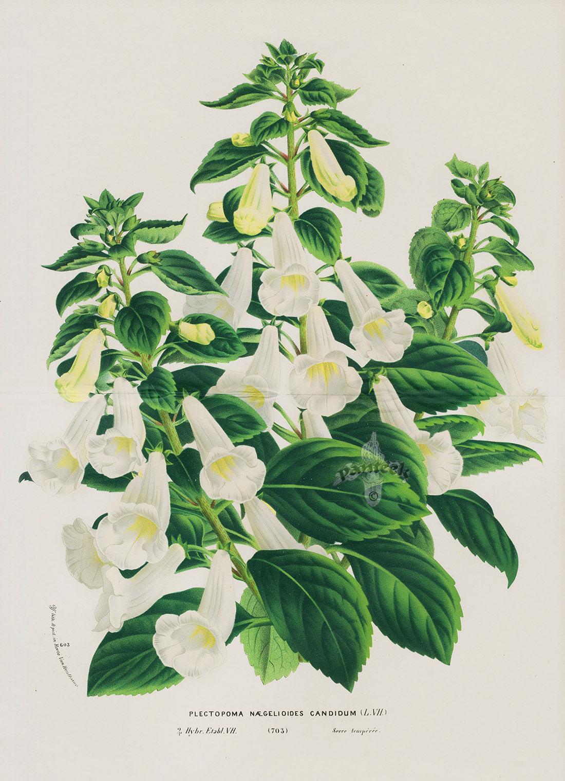 Van Houtte, Lemaire Original Folio Flower Print Plectopoma N Can ...