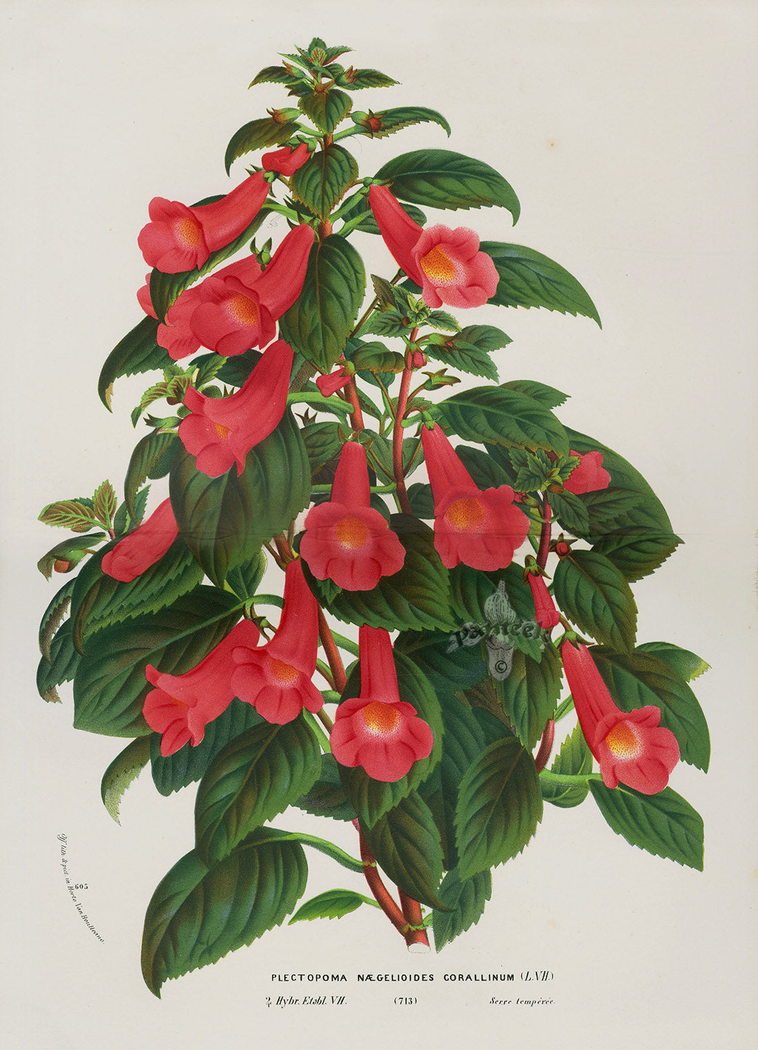 Van Houtte, Lemaire Original Folio Flower Print Plectopoma N Cor ...