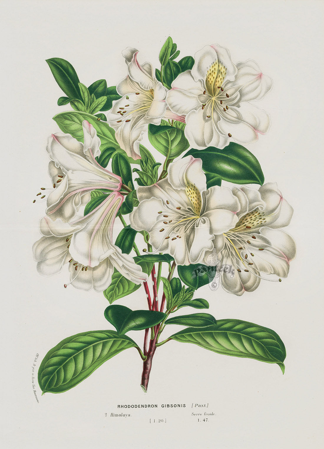 Van Houtte, Lemaire Original Folio Flower Print Rhododendron | Panteek ...