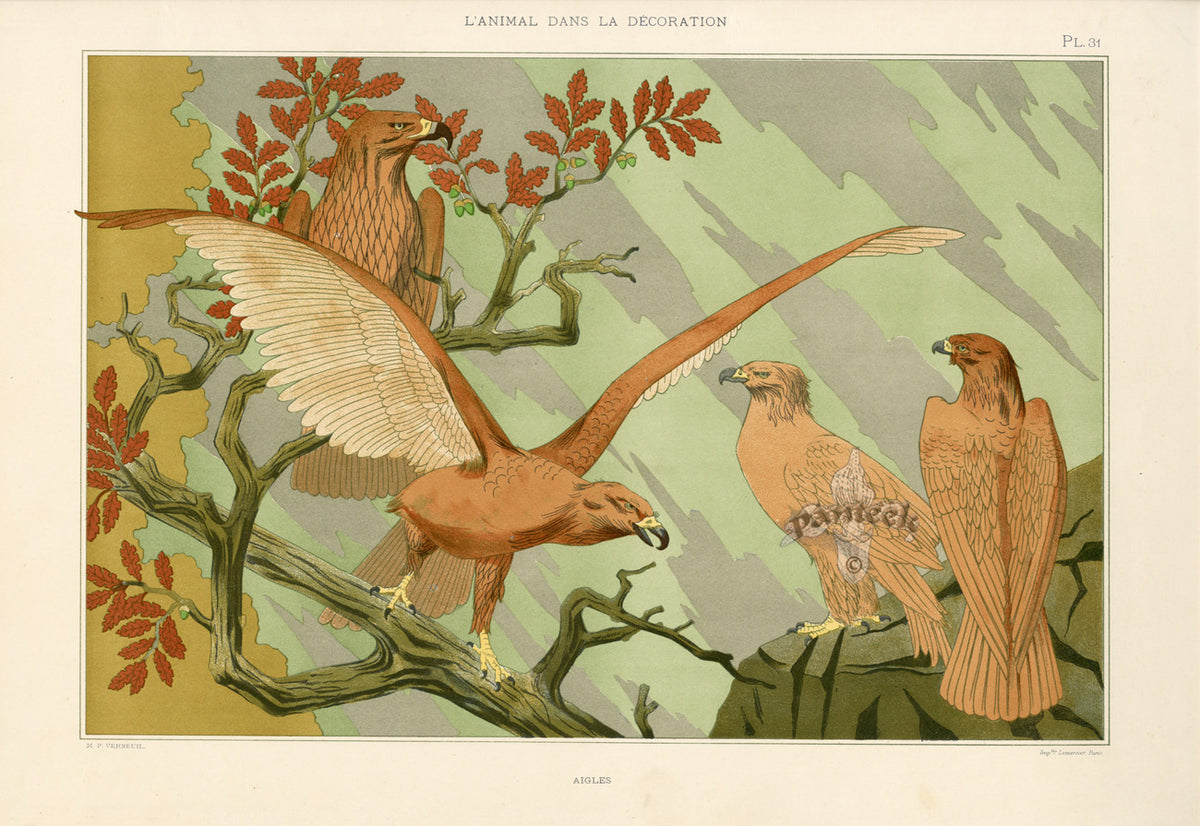 Verneuil & Grasset 1897 Eagles | Panteek Antique Prints