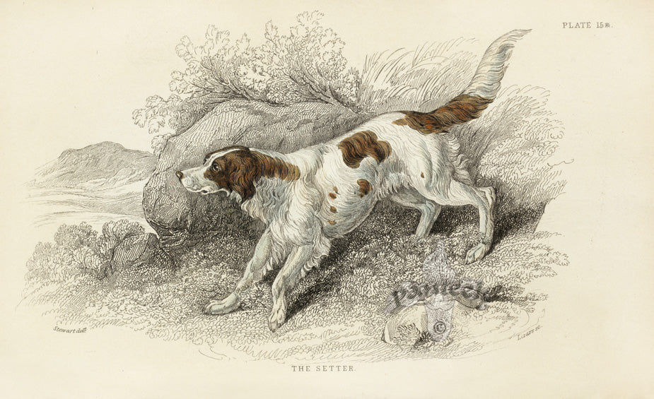 William Jardine Antique Animal Prints Setter | Panteek Antique Prints