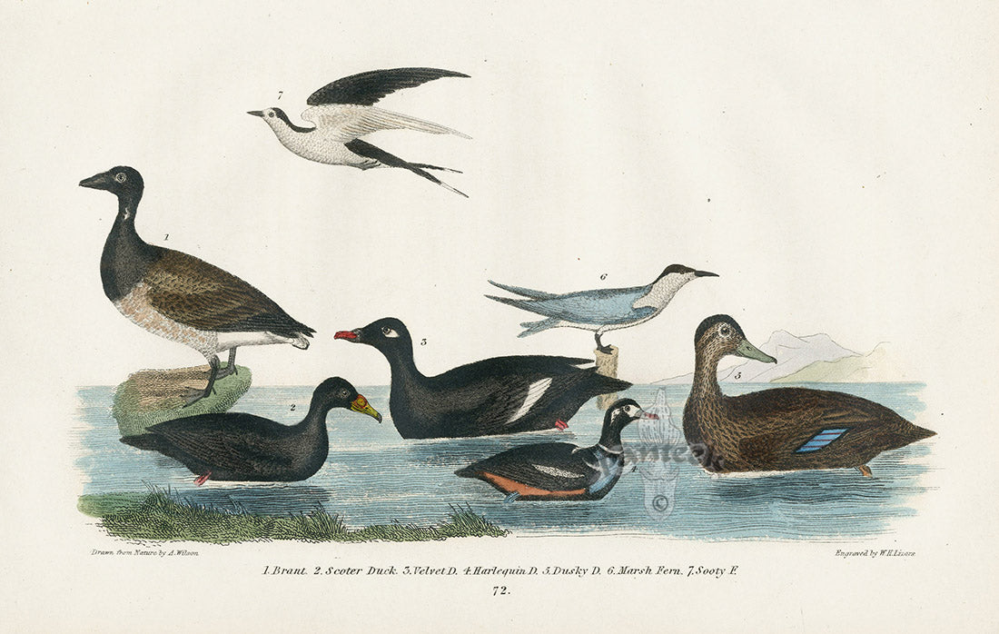Wilson 1832 Brant, Scoter Duck, Velvet | Panteek Antique Prints