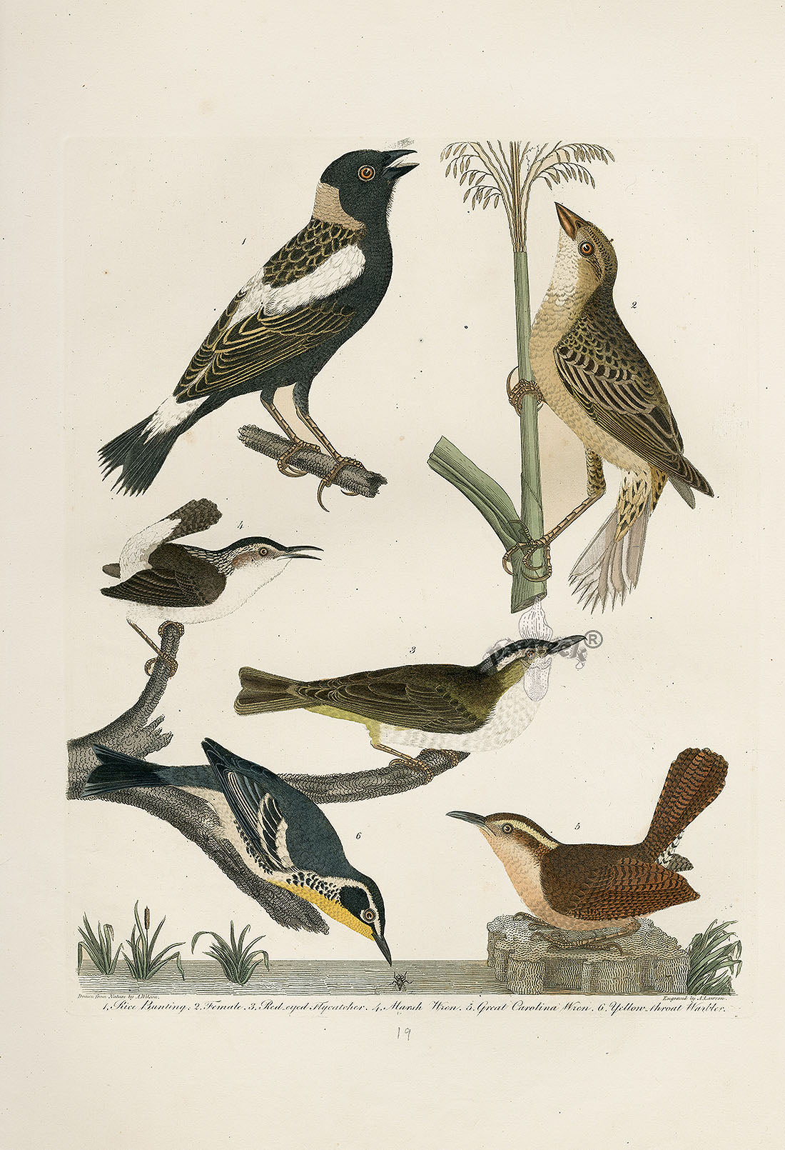 Wilson Ornithology 1871 Bunting, Wren, Warbler | Panteek Antique Prints