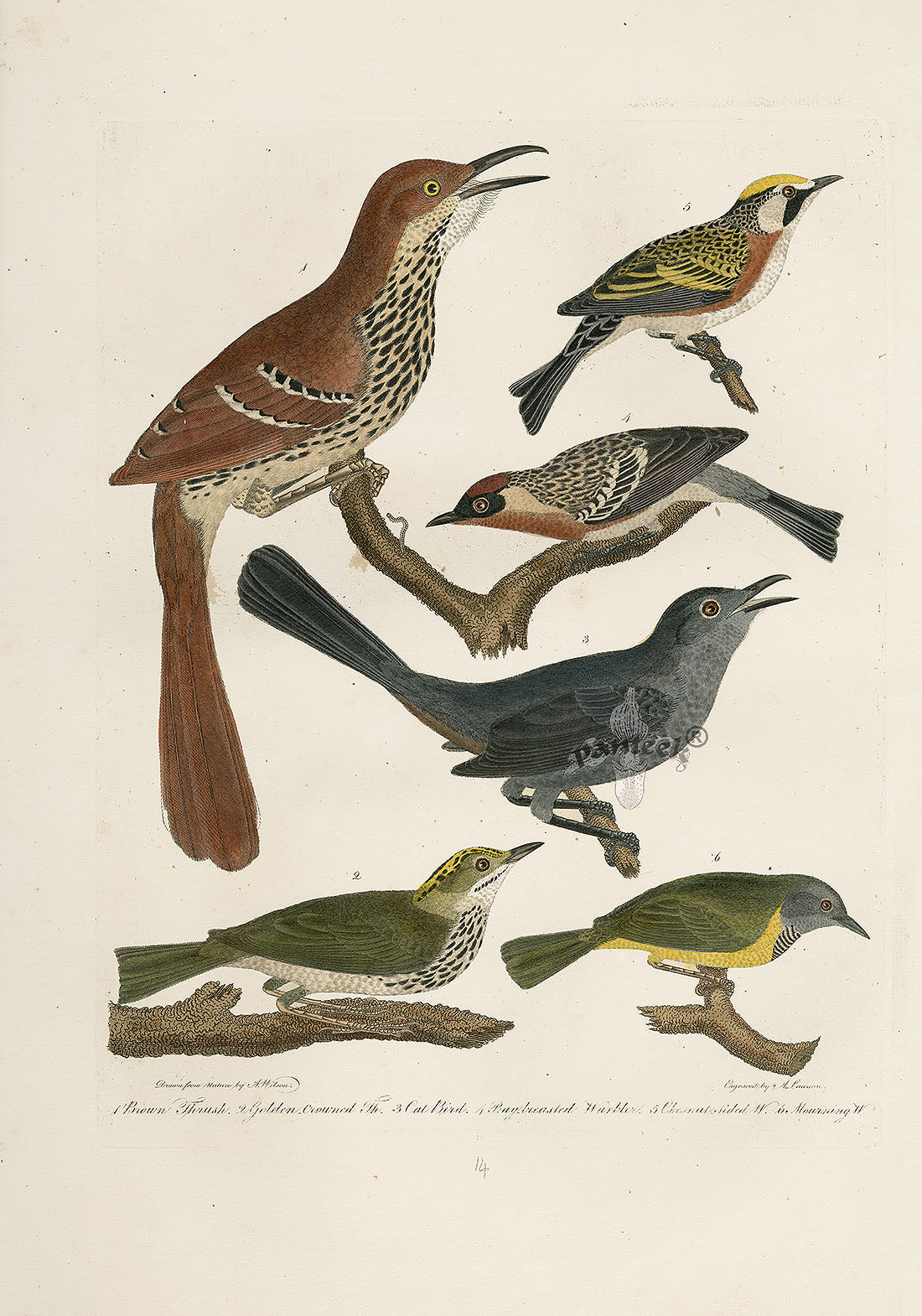 Wilson Ornithology 1871 Warbler, Thrush, Cat Bird | Panteek Antique Prints