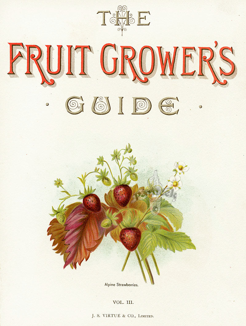 Wright Antique Fruit Print Alpine Strawberries, Vol III Title Page ...