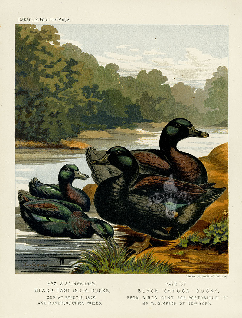 Wright Antique Poultry Prints Black East India Ducks | Panteek Antique ...