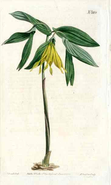Yellow Uvularia Curtis Carnivorous Botanical | Panteek Antique Prints